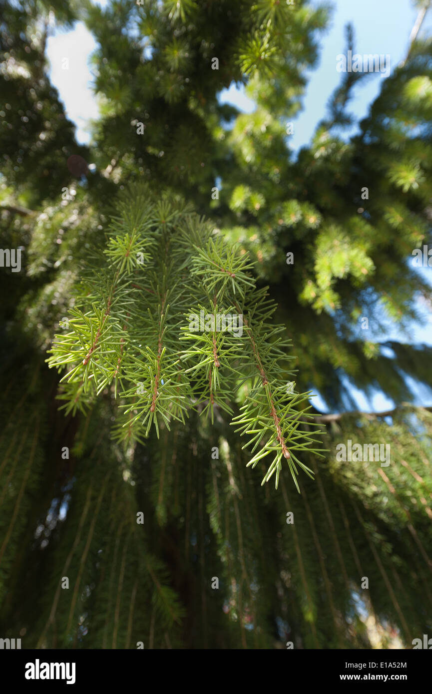 Evergreen tree with drooping branches hi-res stock photography and ...