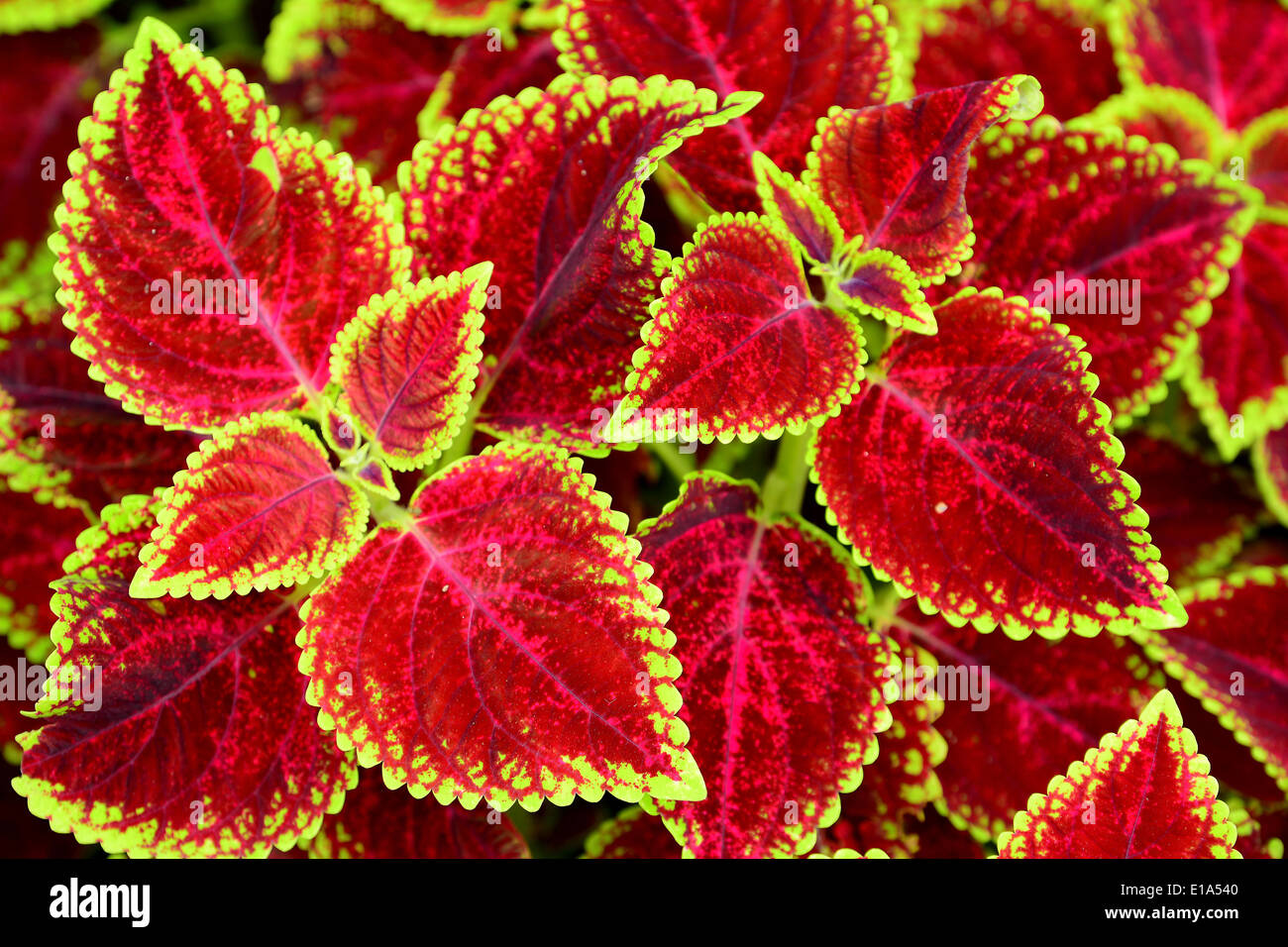 Redleaf hi-res stock photography and images - Alamy