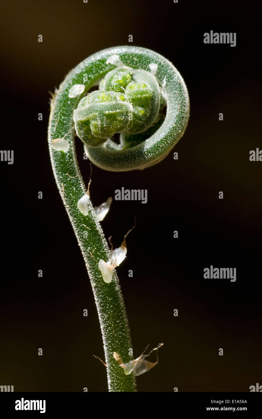 Gymnocarpium hi-res stock photography and images - Alamy