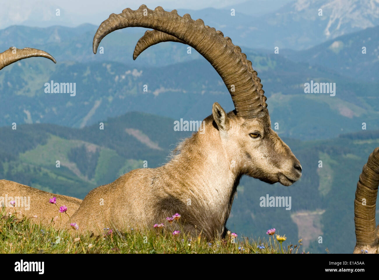 Alpine Ibex (Capra ibex Stock Photo - Alamy
