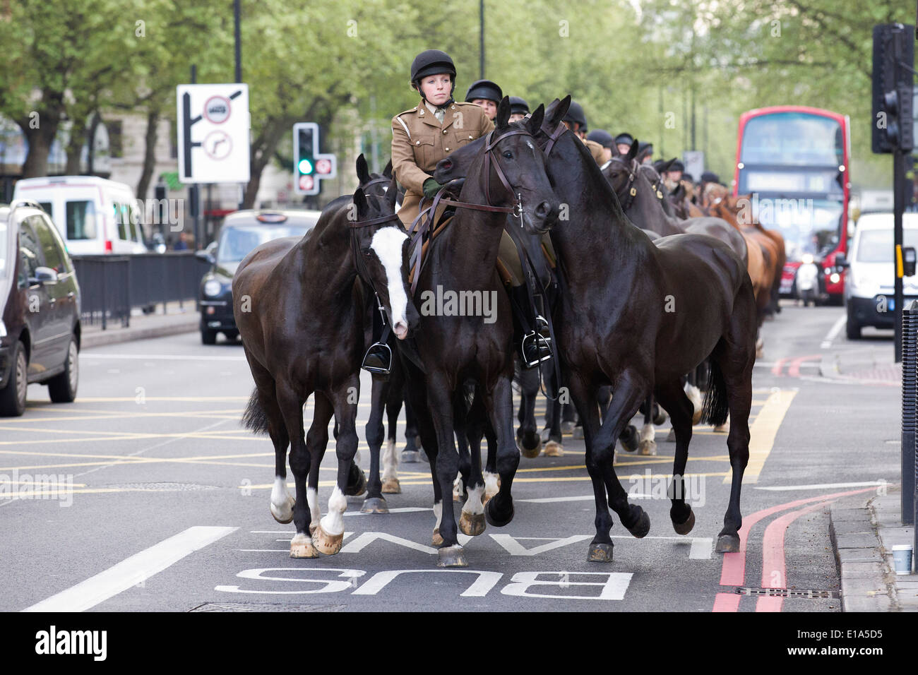 UK London : Horses are pictured on a road in central London Stock Photo ...