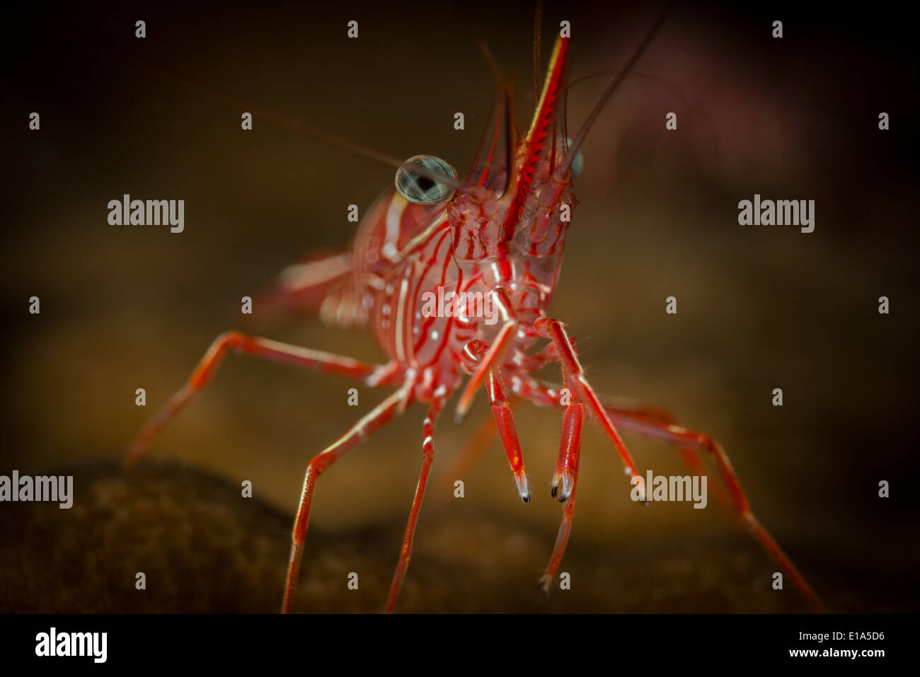 Durban hinge-back shrimp (Rhynchocinetes durbanensis) in the Andaman ...