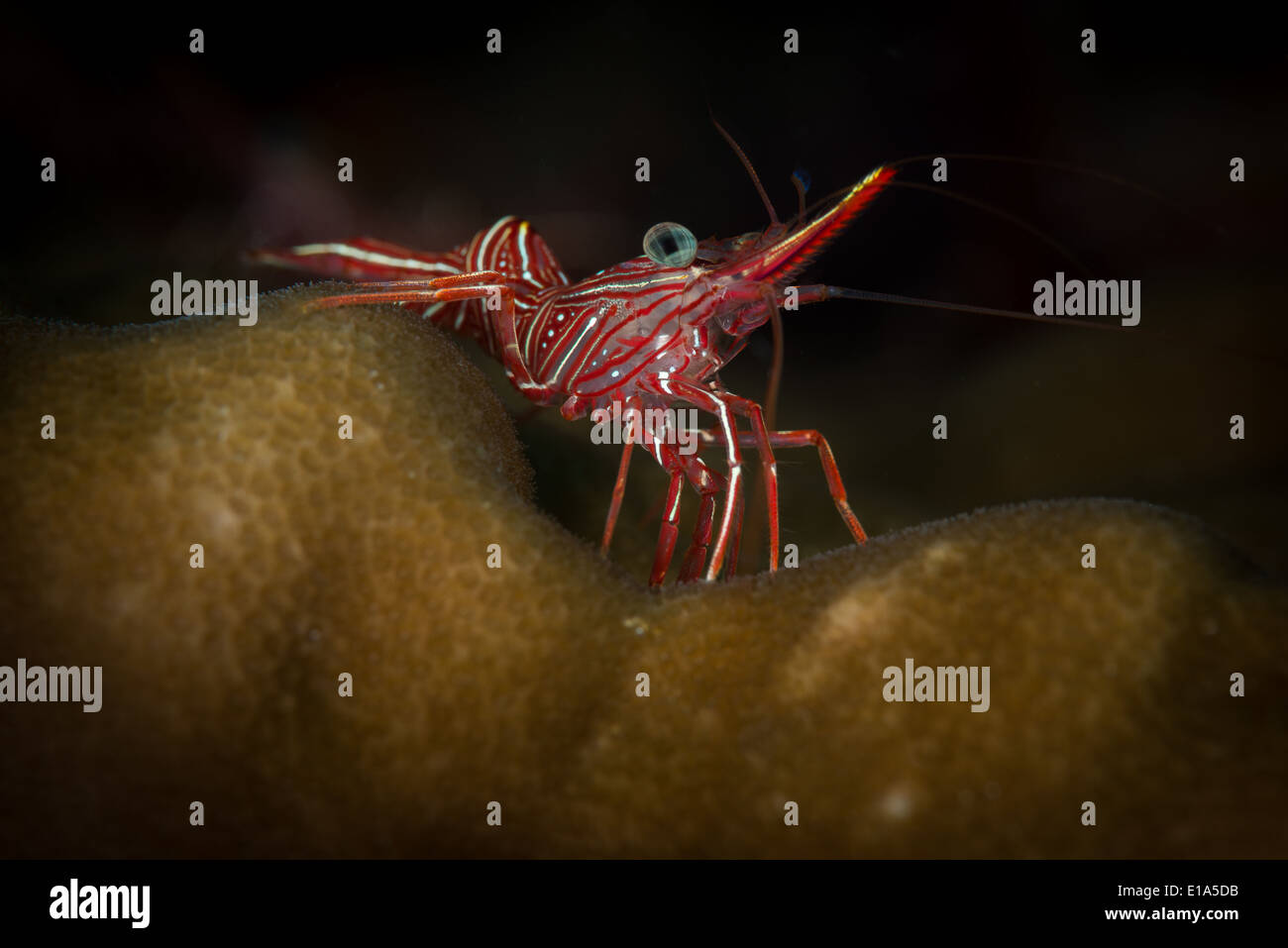 Durban hinge-back shrimp (Rhynchocinetes durbanensis) in the Andaman ...