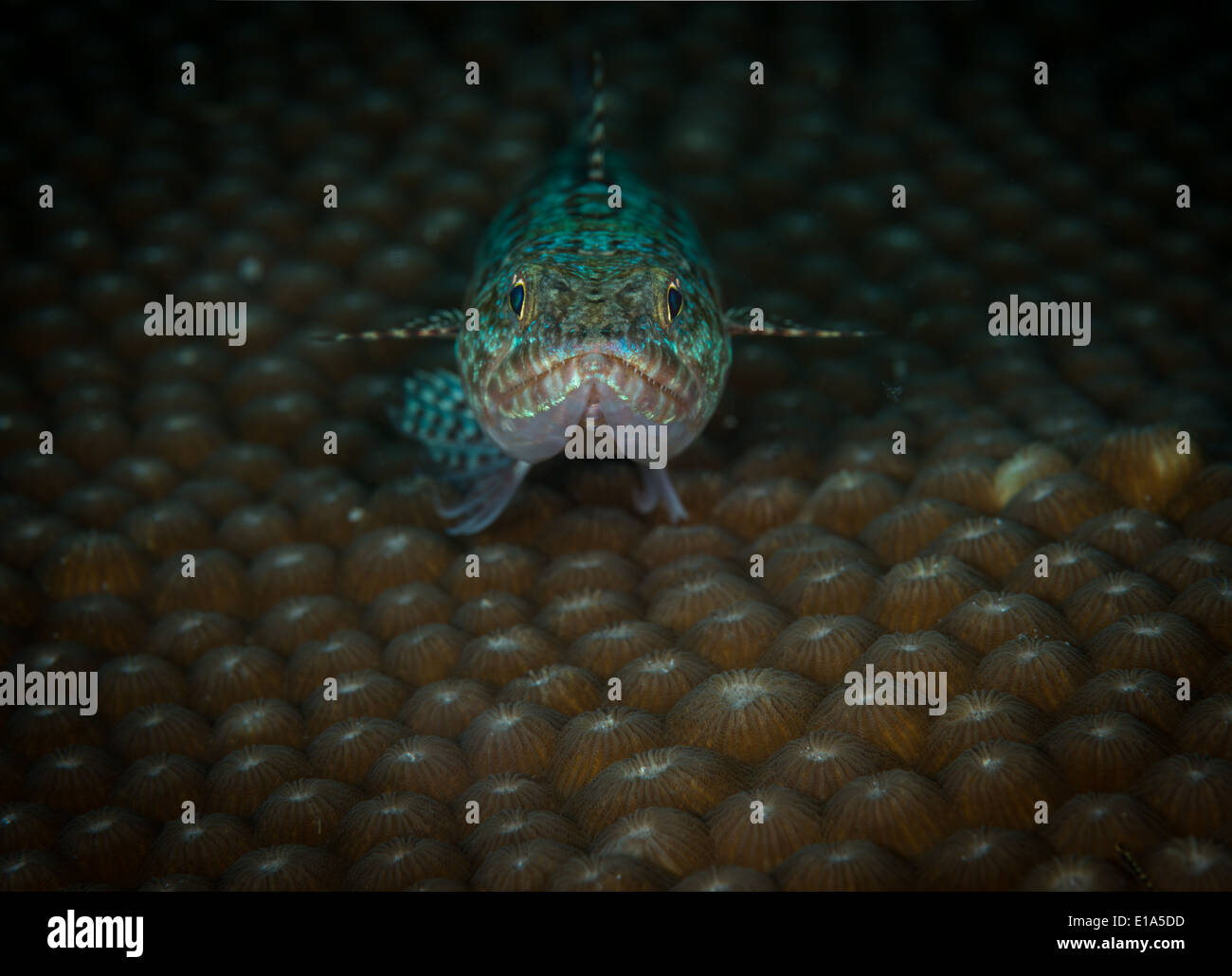 Lizardfishes hi-res stock photography and images - Alamy