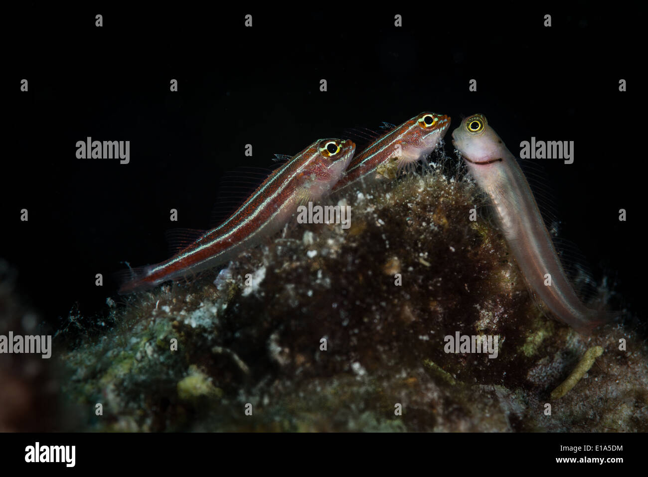 Eye gobies hi-res stock photography and images - Alamy