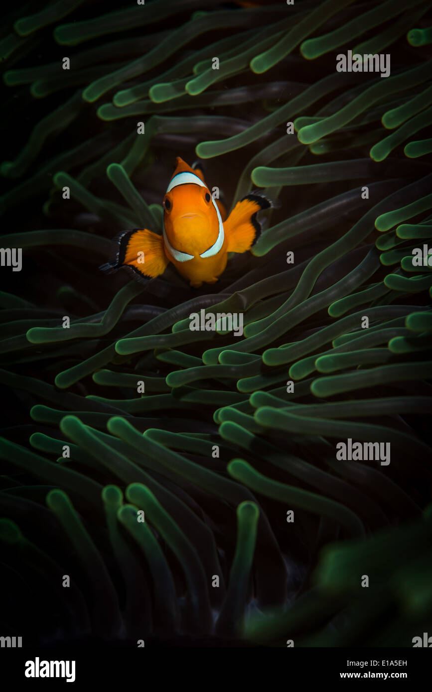 Western clown anemonefish (Amphiprion ocellaris) in the Andaman Sea ...