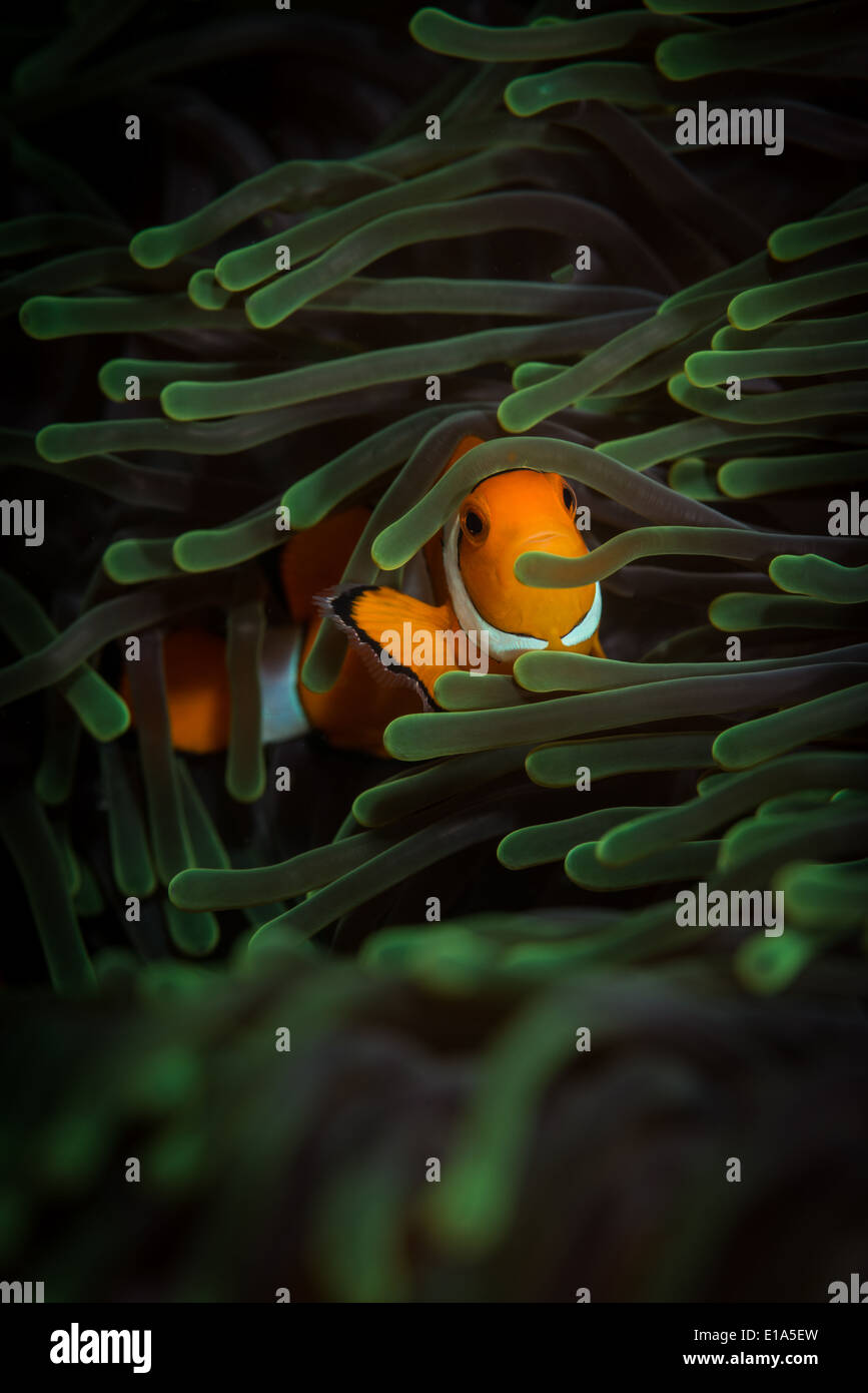 Western clown anemonefish (Amphiprion ocellaris) in the Andaman Sea ...