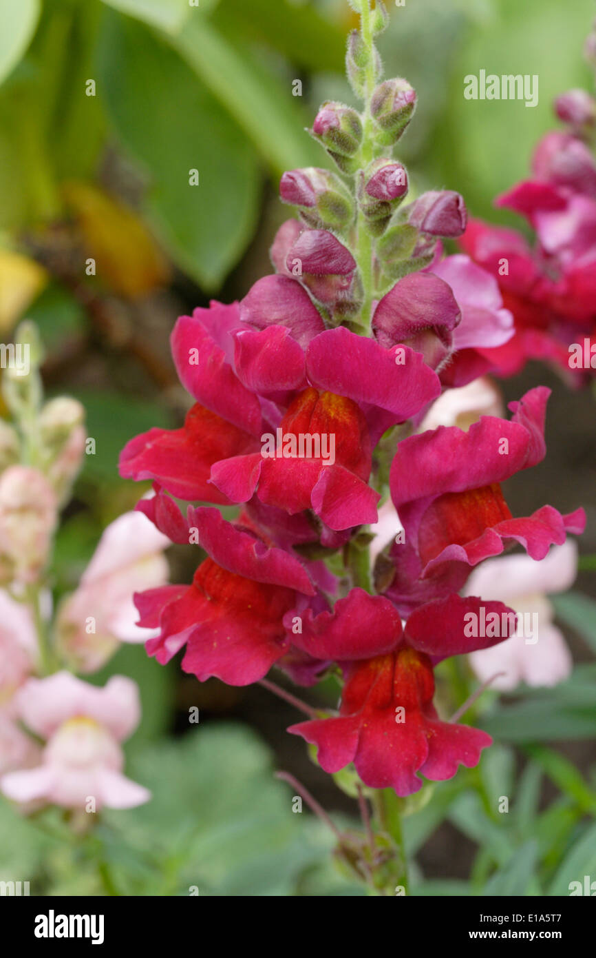 snapdragons Antirrhinum red Stock Photo - Alamy