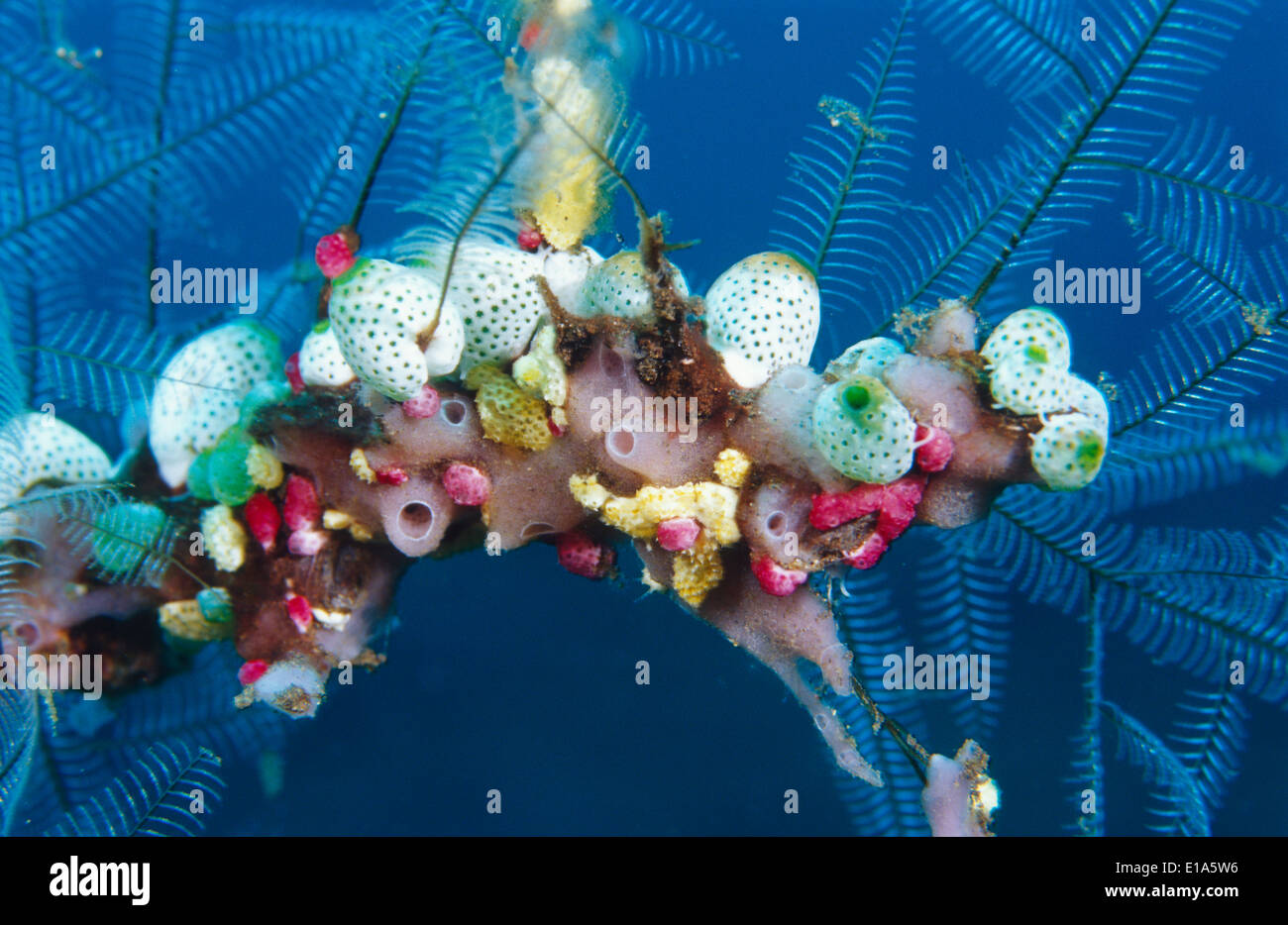 Asian sea squirt hi-res stock photography and images - Alamy