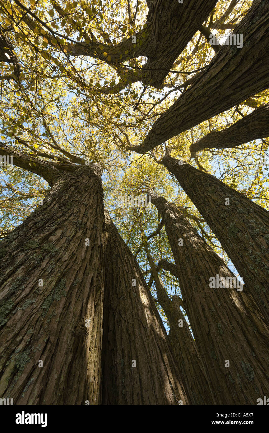 Japanese judas trees hi-res stock photography and images - Alamy