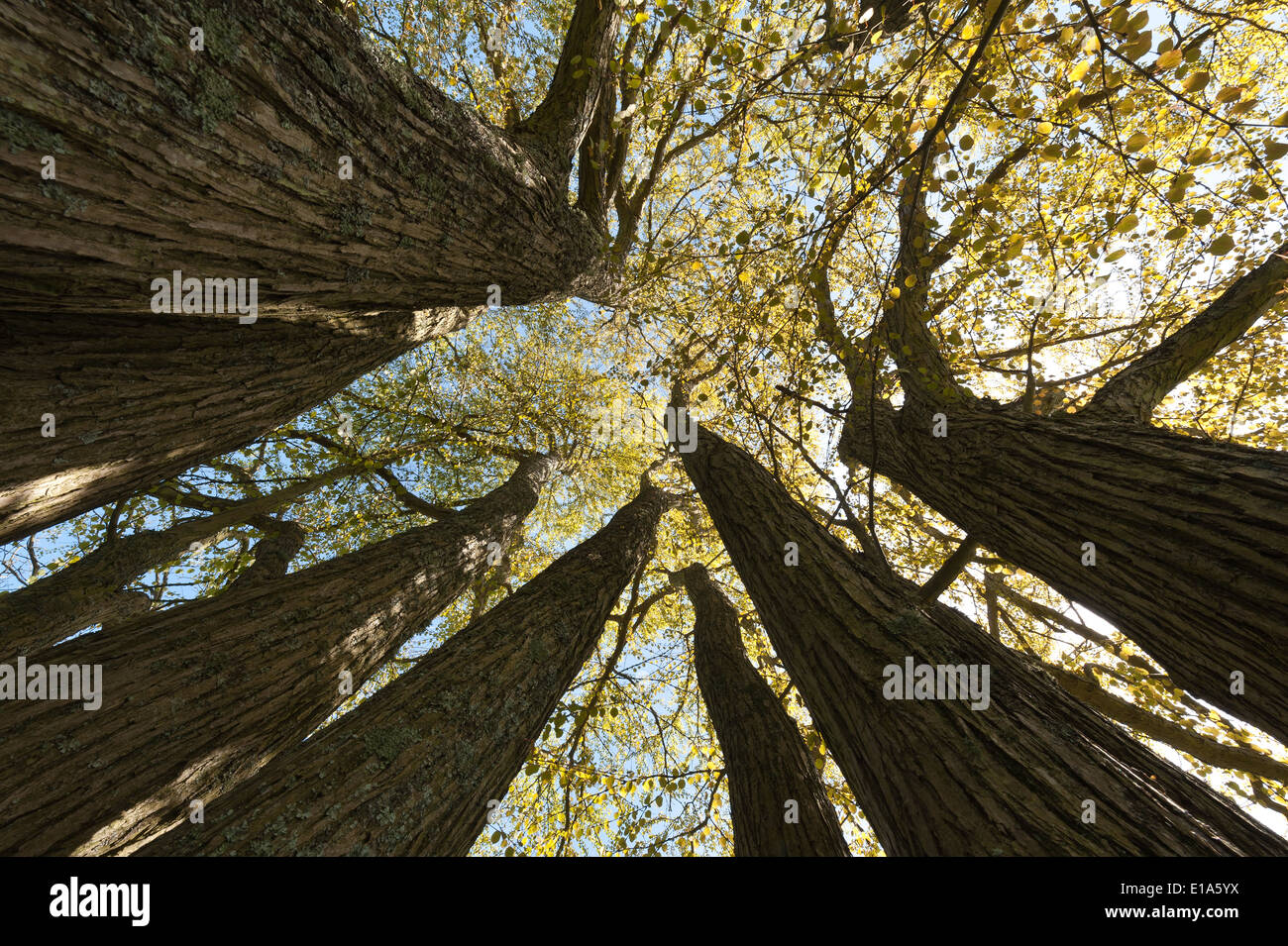 Delicate greens of the Katsura tree Cercidiphyllum japonicum as the ...