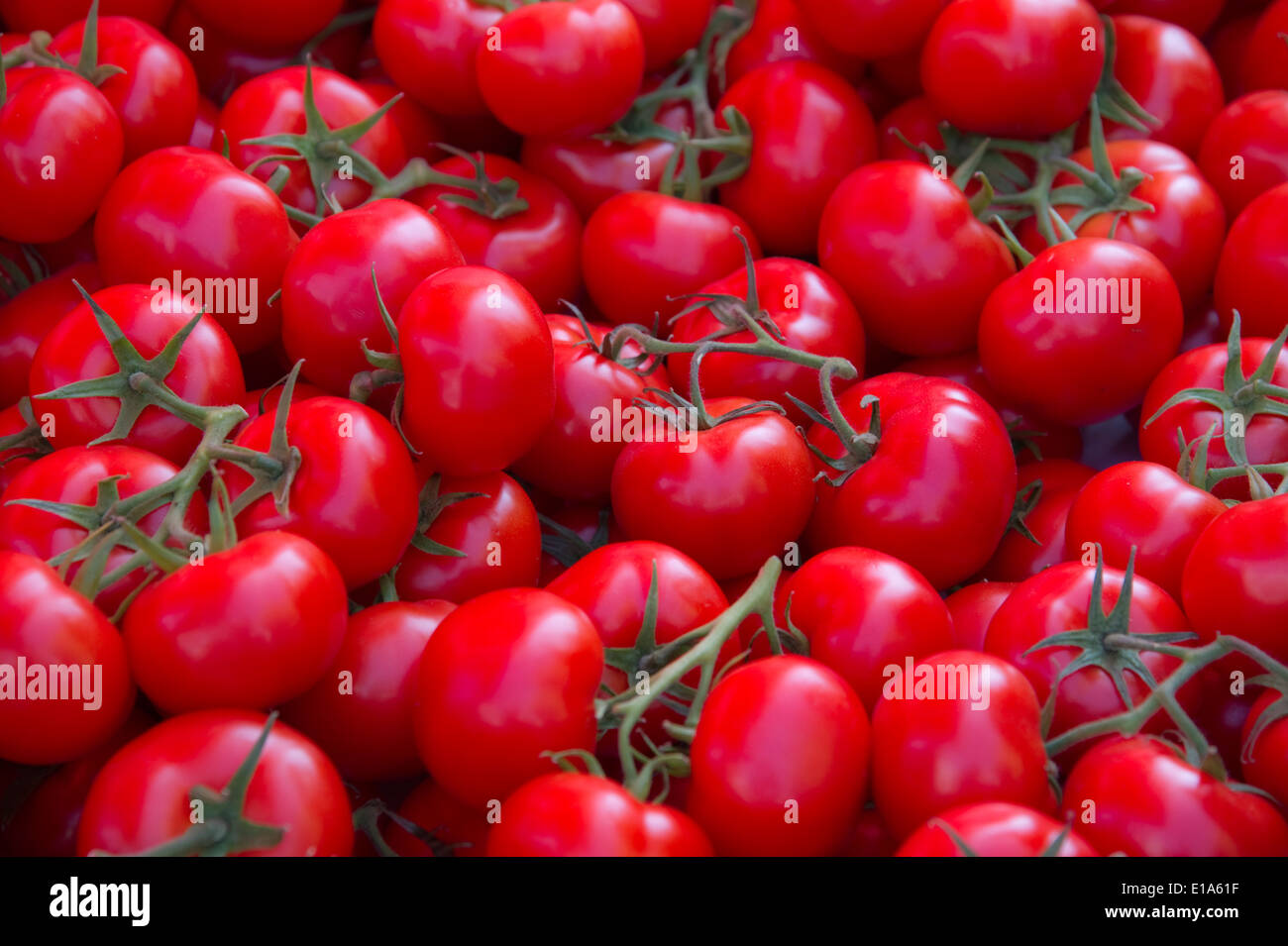 Different coloured tomatoes hi-res stock photography and images - Alamy