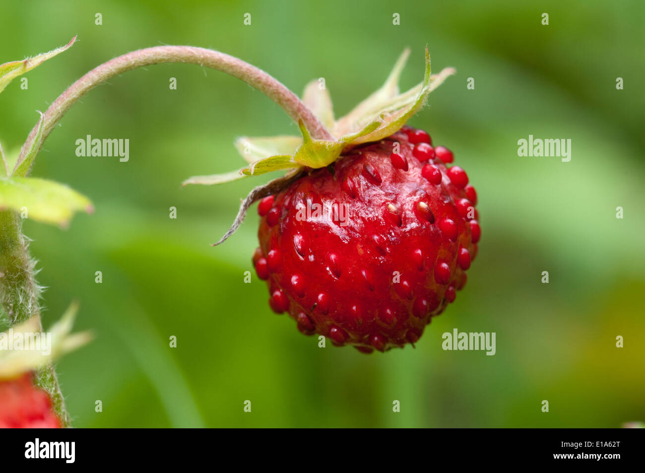 Woodland strawberry hi-res stock photography and images - Alamy