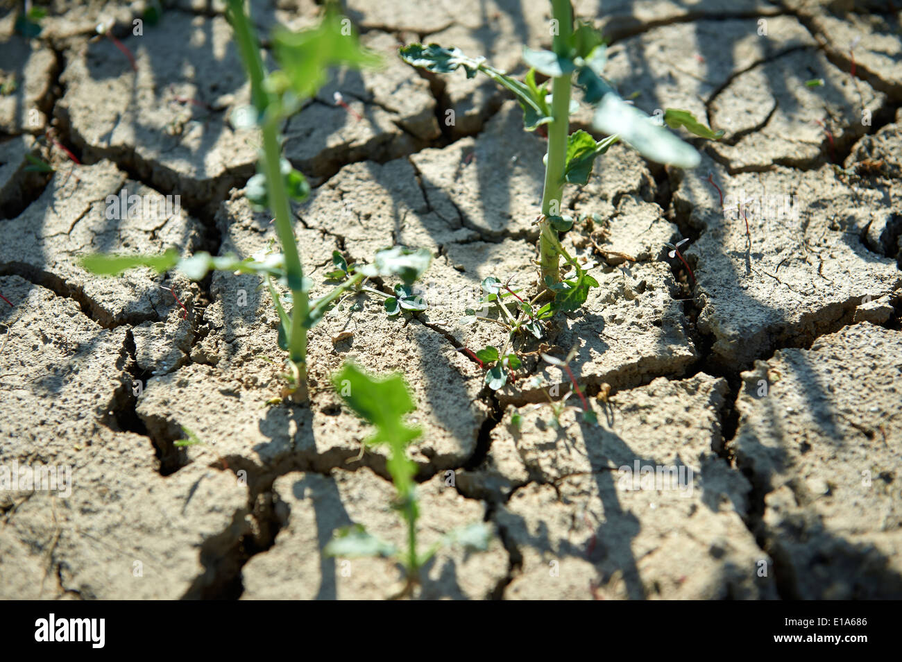 Stunted growth hi-res stock photography and images - Alamy