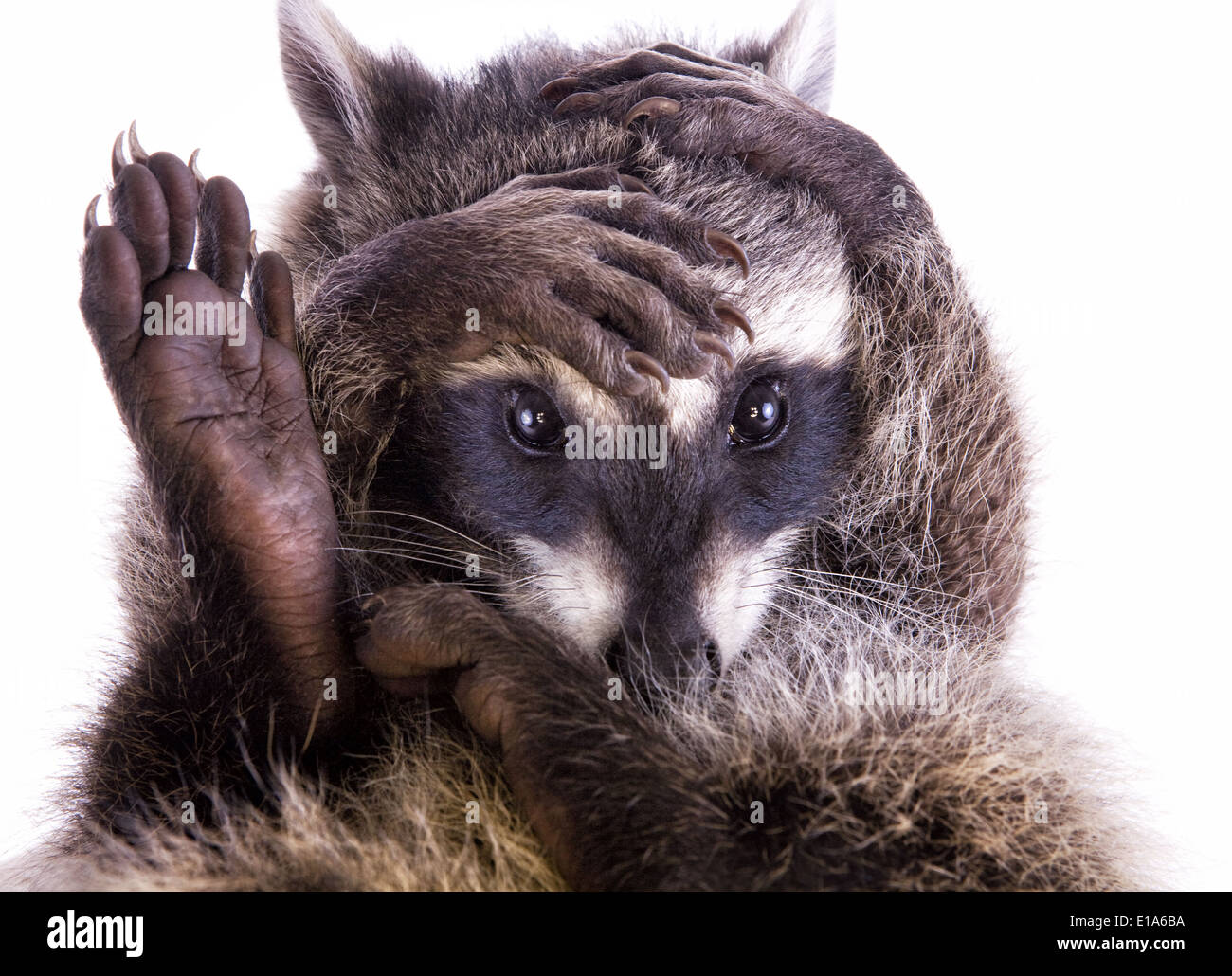 Raccoon face hi-res stock photography and images - Alamy