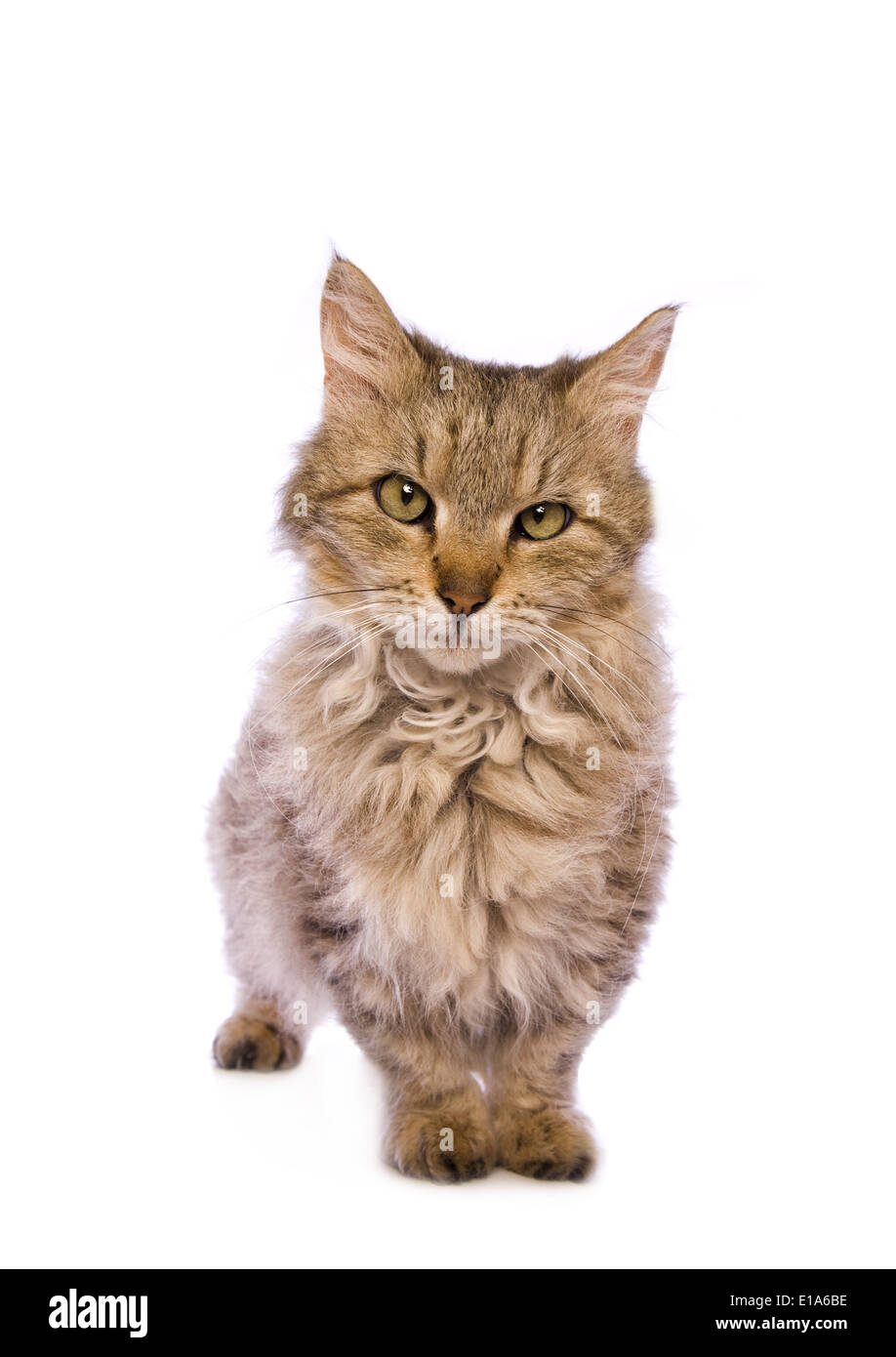 Cute Skookum cat isolated on white background Stock Photo - Alamy