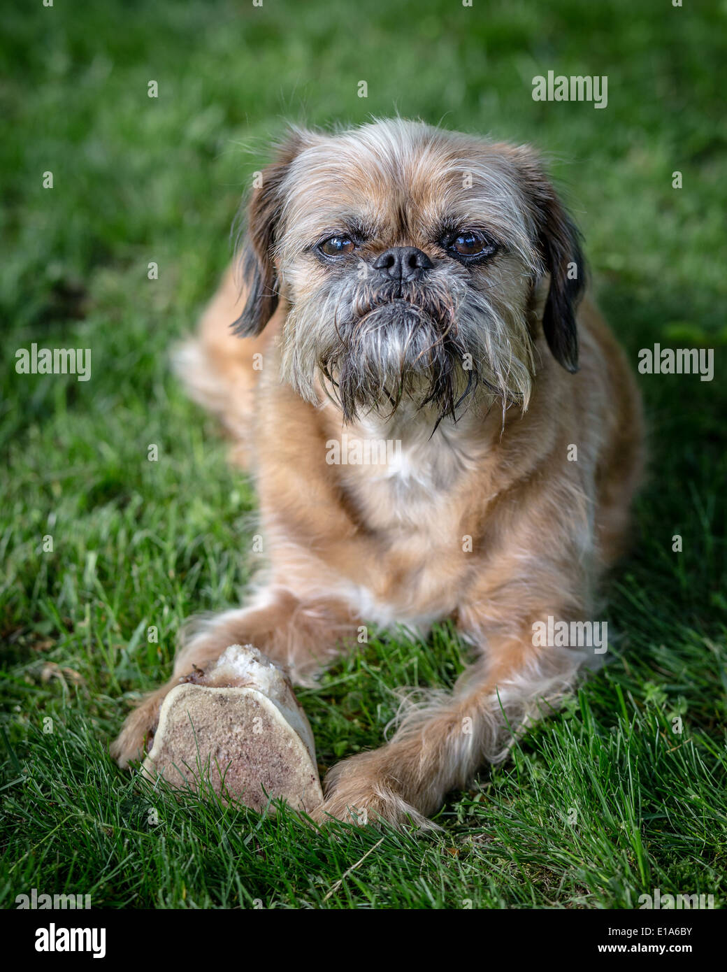 Brussels griffon hi-res stock photography and images - Alamy