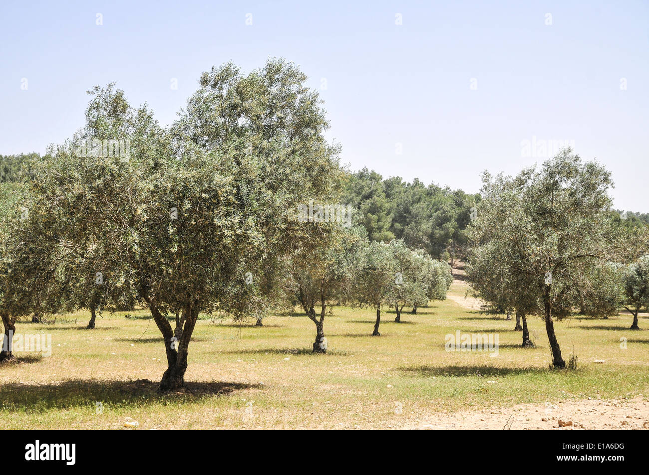 Olive Grove, Negev, Israel Stock Photo - Alamy