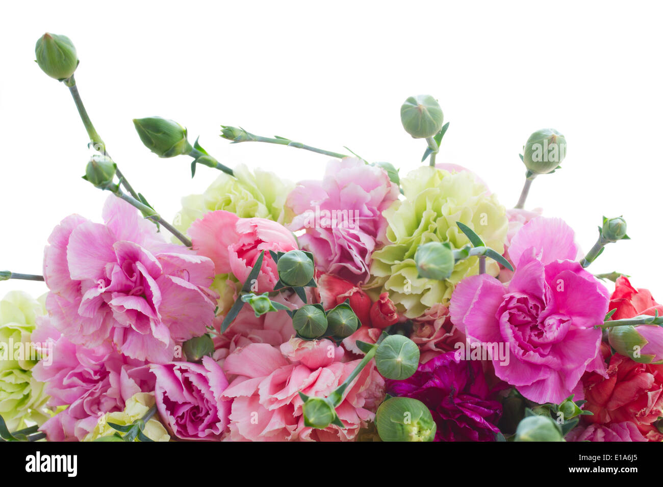 border of carnation flowers Stock Photo - Alamy