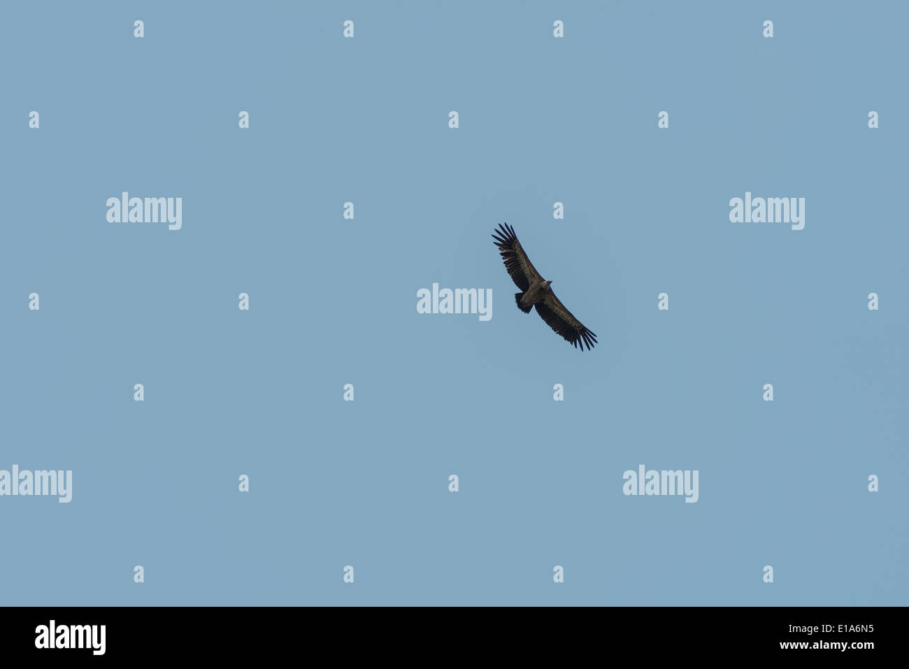 Griffon vulture france hi-res stock photography and images - Alamy