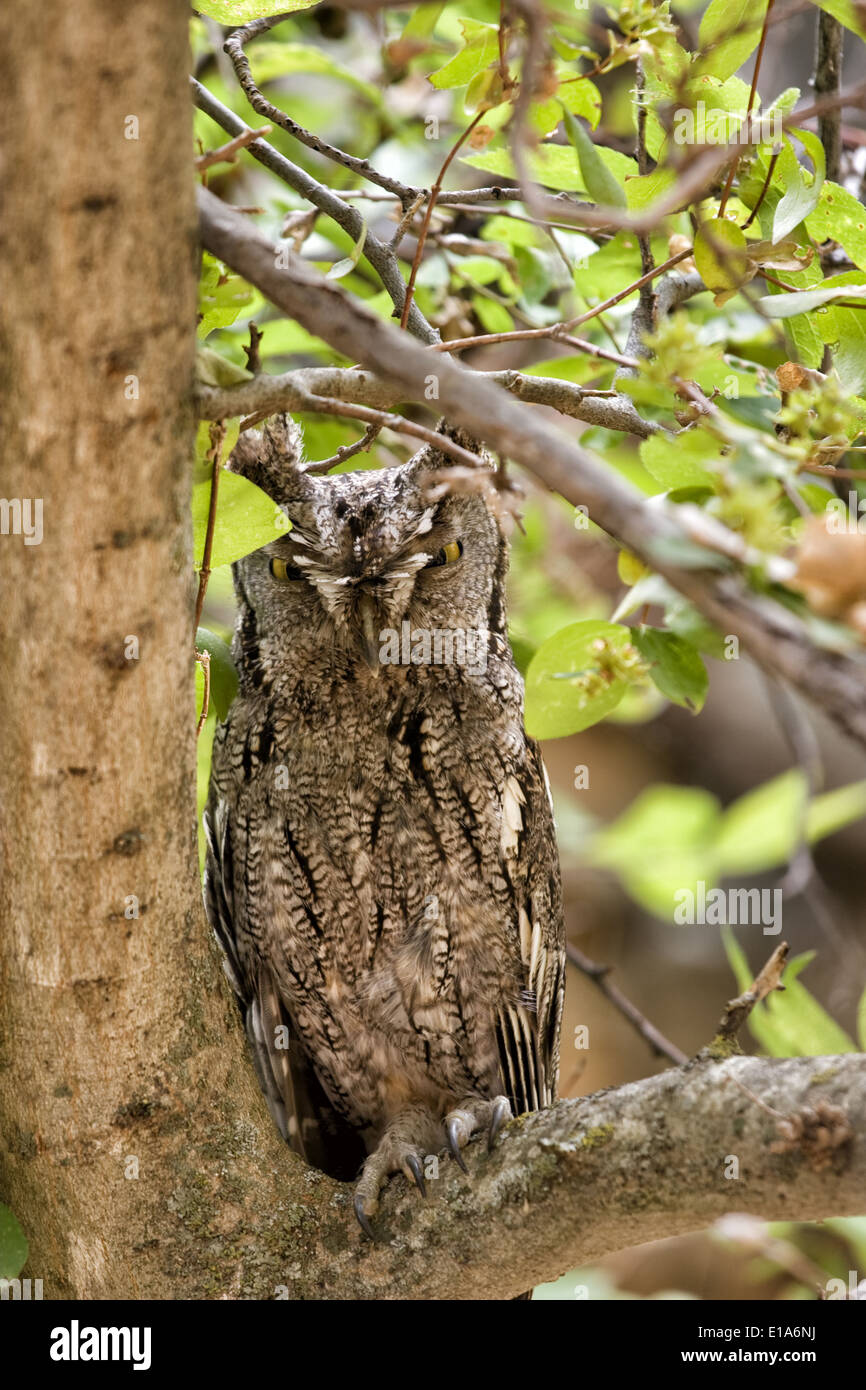 Owl sitting in tree hi-res stock photography and images - Alamy