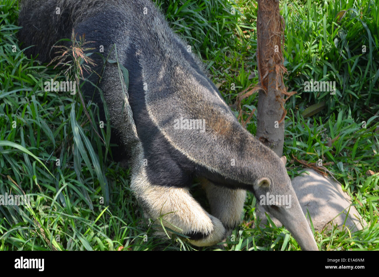 a Giant Anteater (Ant Bear) feeding on ants in the Peruvian Amazon ...