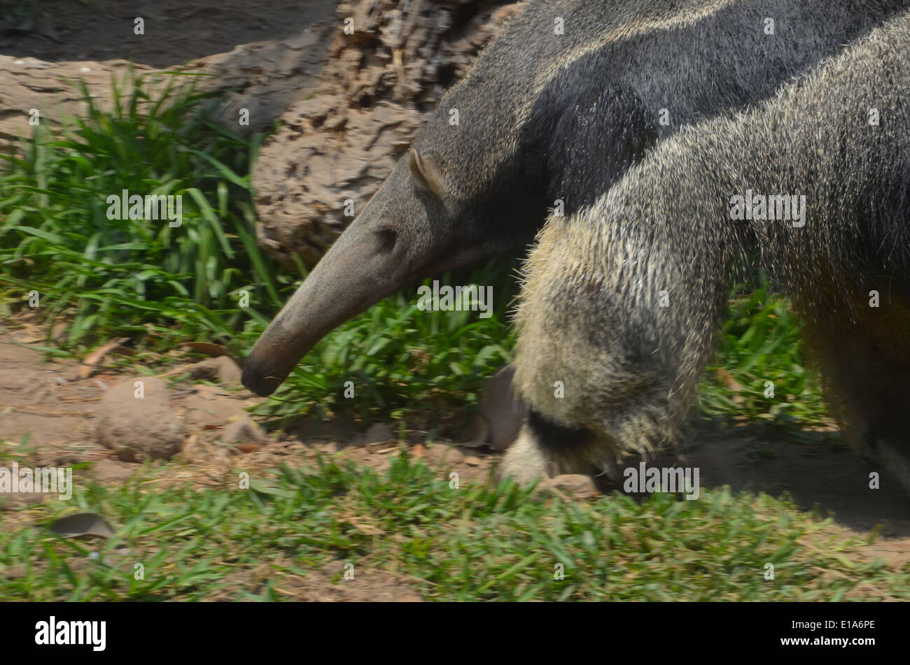 a Giant Anteater (Ant Bear) feeding on ants in the Peruvian Amazon ...