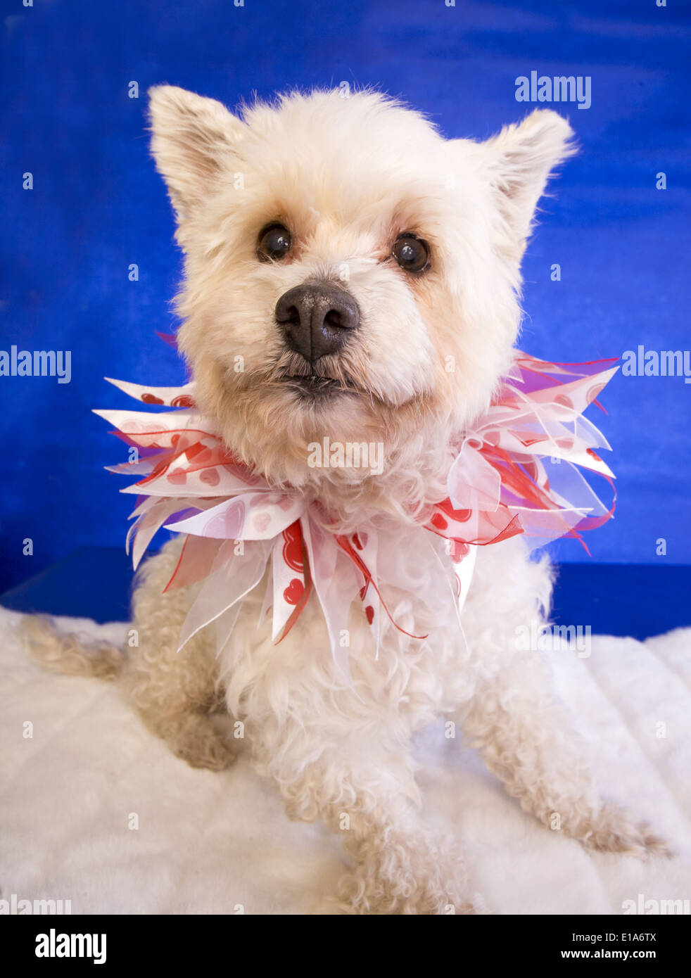 Goofy dog white background hi-res stock photography and images - Alamy