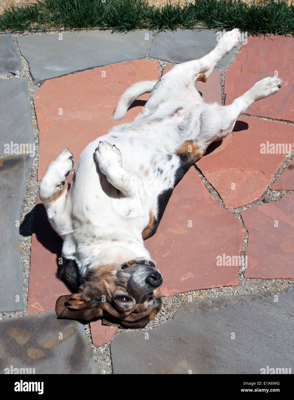 Hound dog breeds hi-res stock photography and images - Alamy