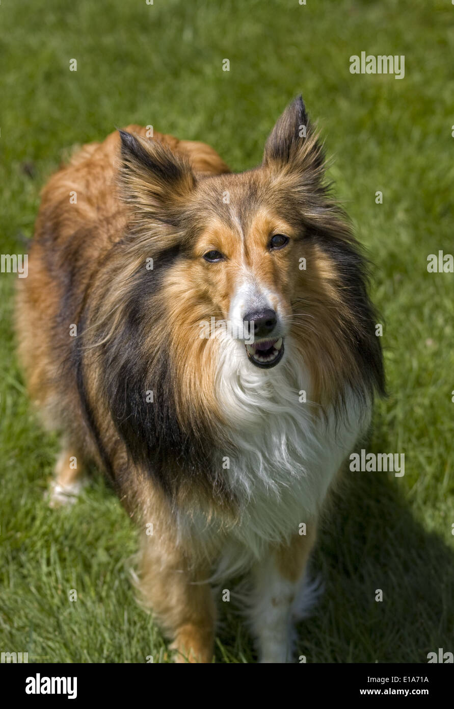 Shetland sheep dog hi-res stock photography and images - Alamy
