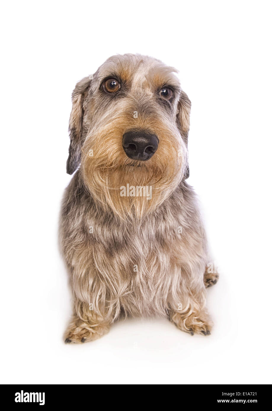 Wire fur Cut Out Stock Images & Pictures - Alamy