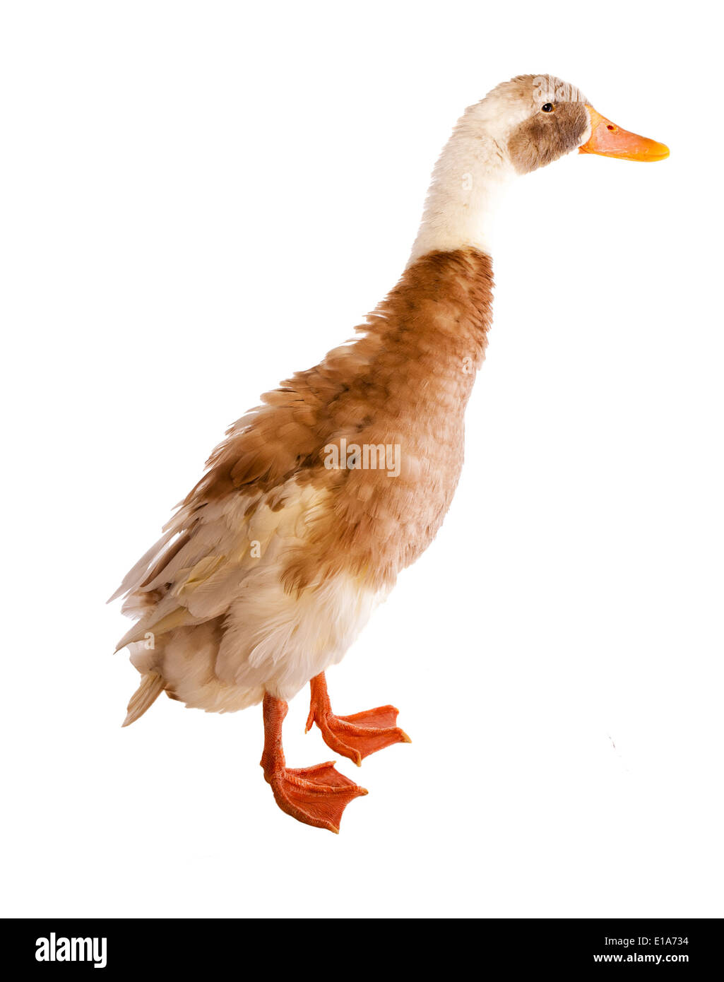 Indian runner duck side view feathers fluffed isolated on white ...
