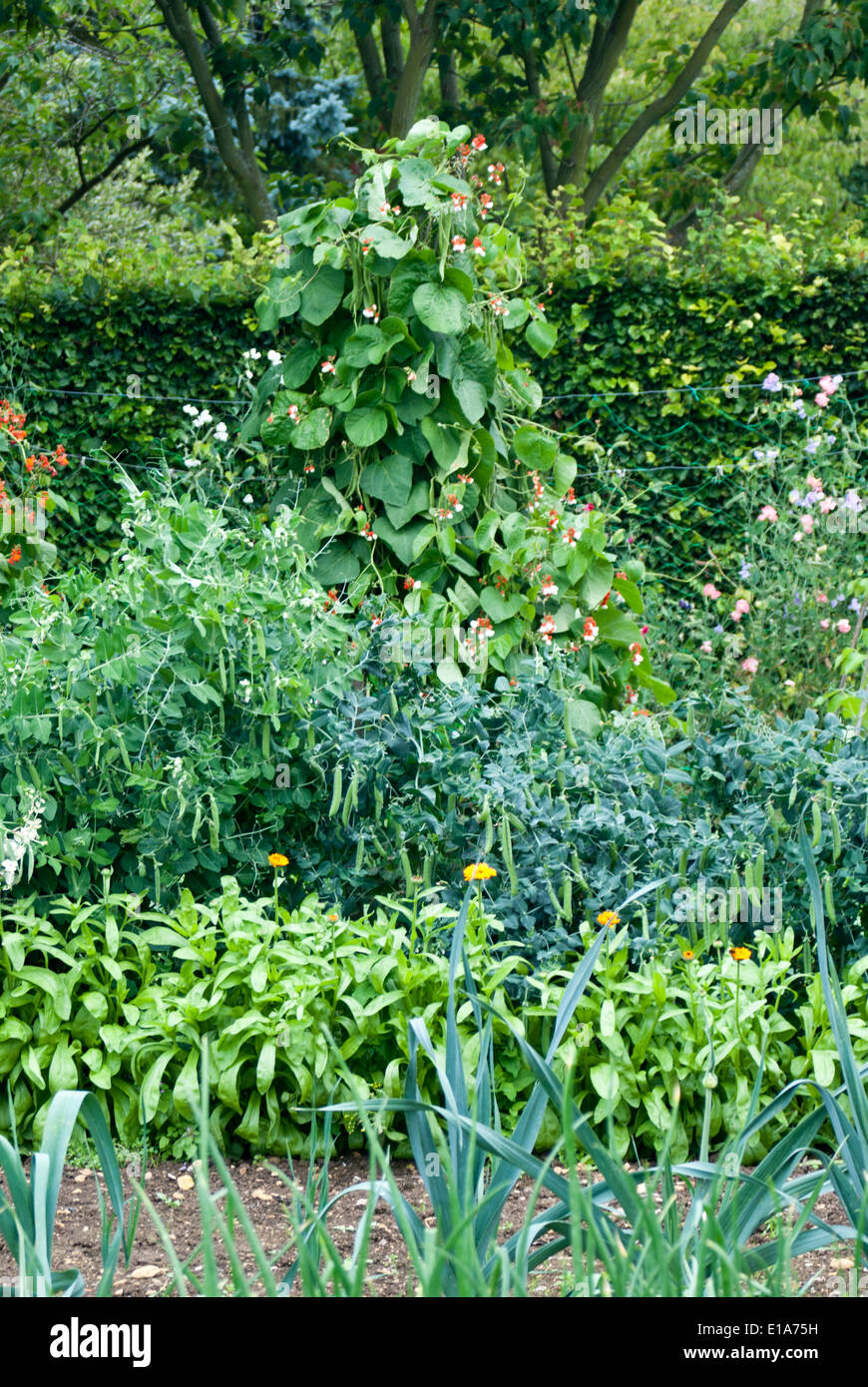 Vegetable patch growing peas and beans Stock Photo - Alamy