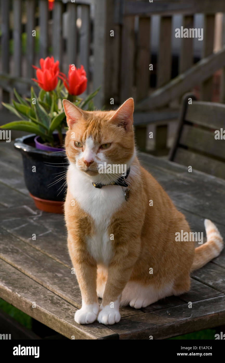 Fat ginger cat hi-res stock photography and images - Alamy