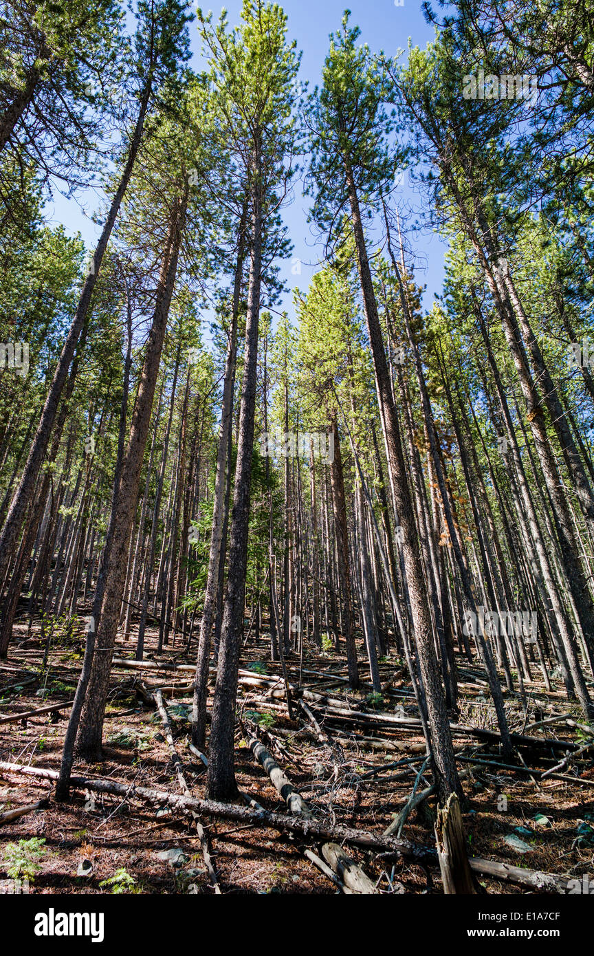 Grove of pine trees, Bear Creek, Rainbow Trail, Colorado, USA Stock ...