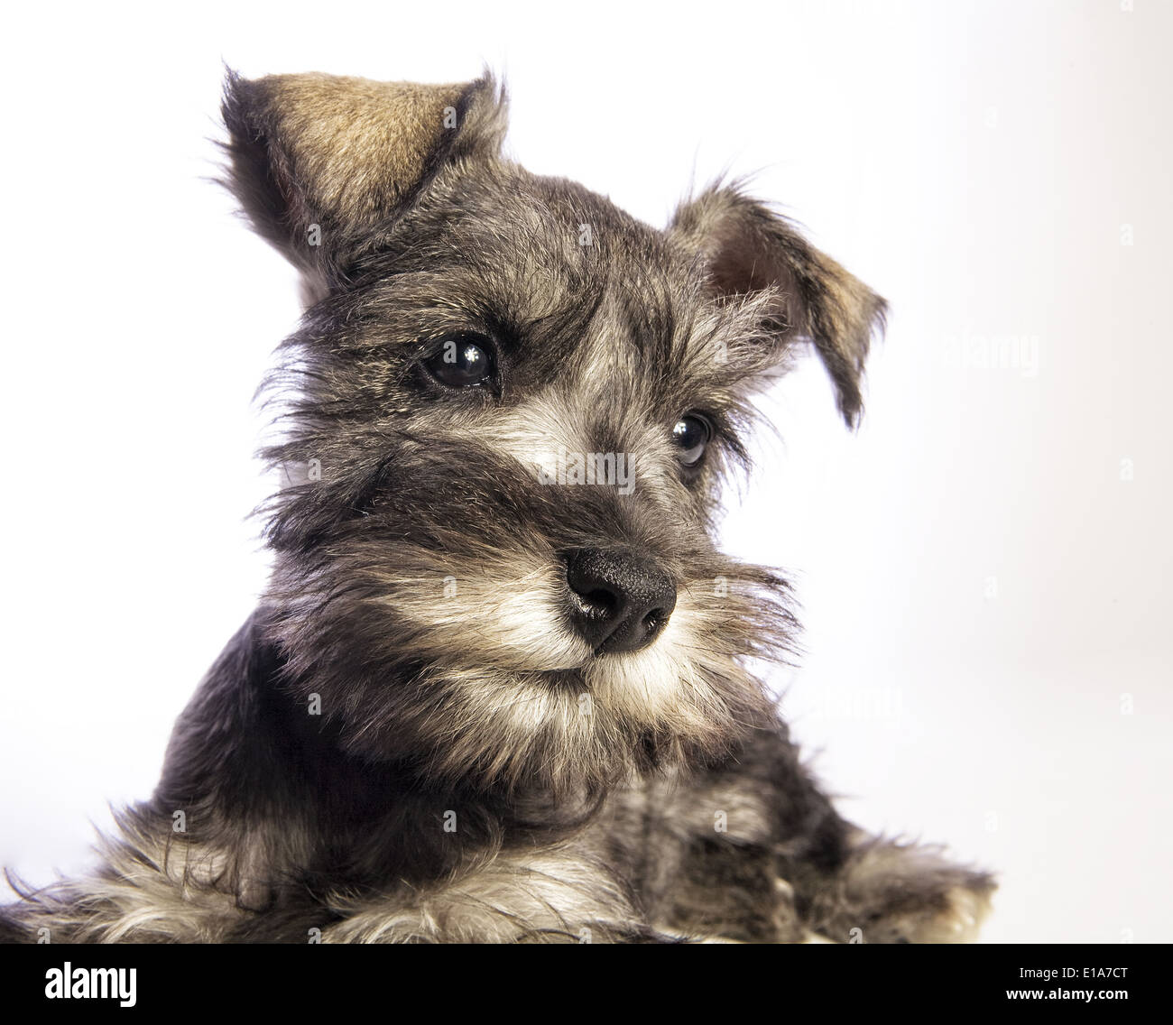 Adorable Miniature Schnauzer puppy head shot isolated on white ...
