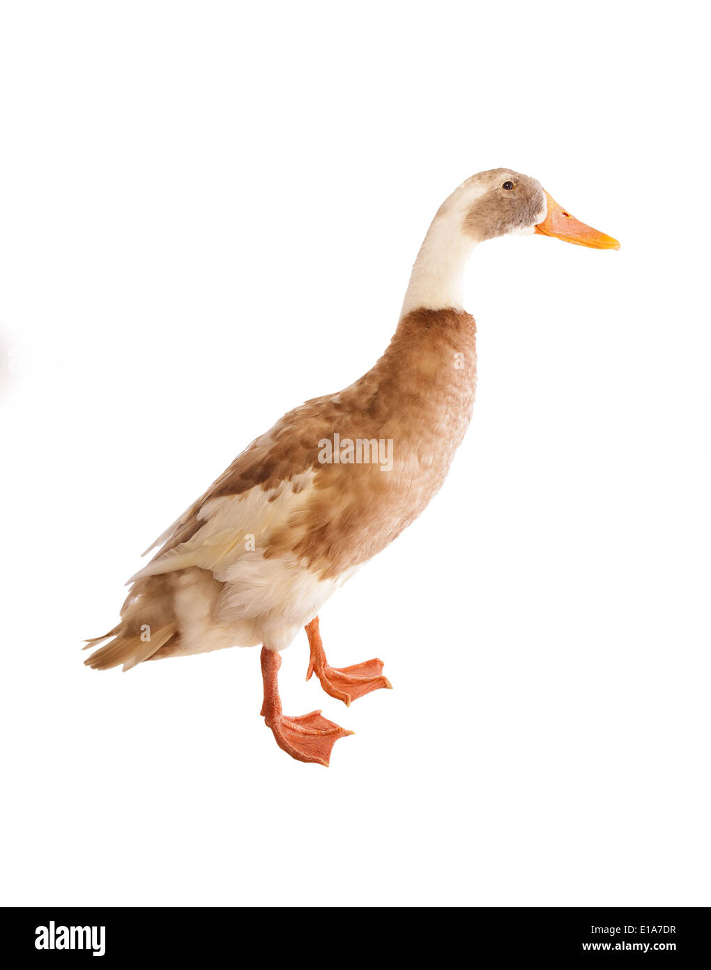 Indian runner duck side view isolated on white background Stock Photo ...