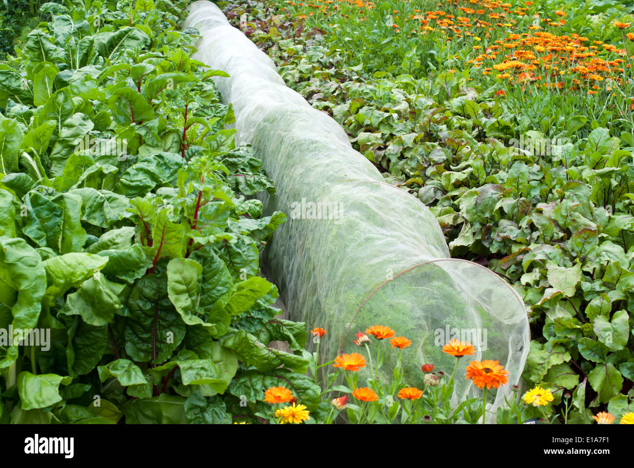 Protecting carrots using fine mesh netting and companion planting Stock ...