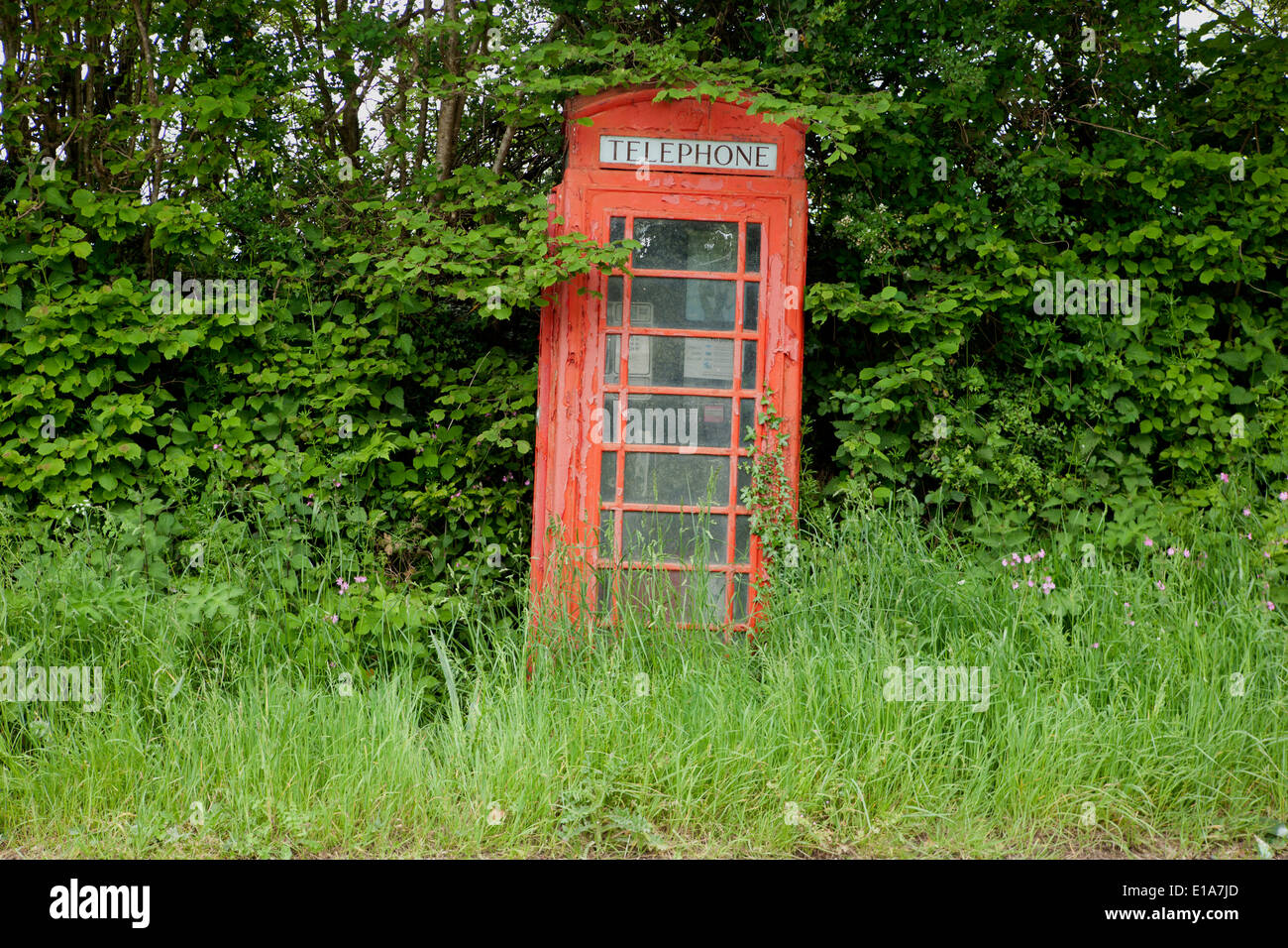 Red telephone box overgrown plants hi-res stock photography and images ...