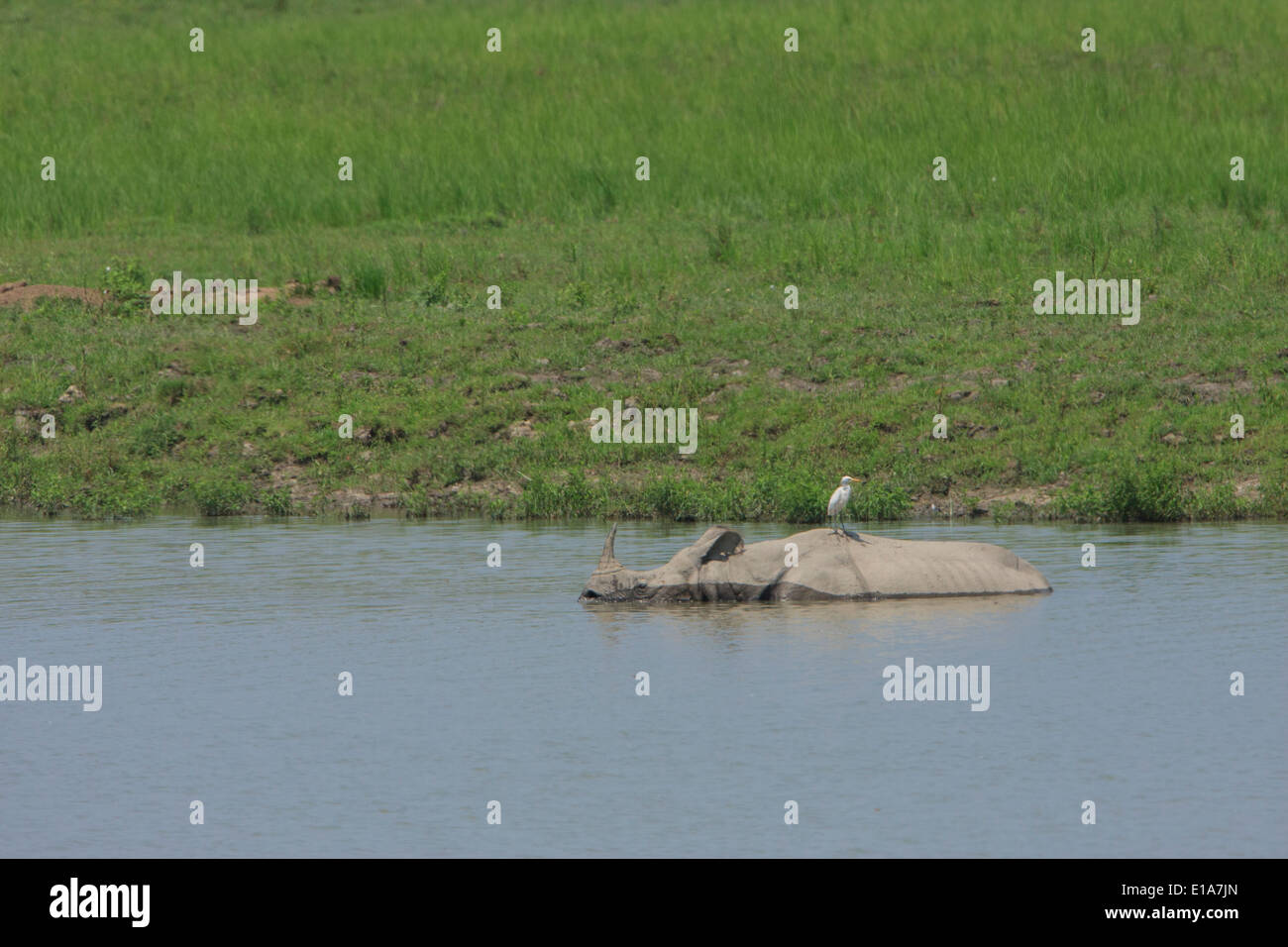 Rhino in water hi-res stock photography and images - Alamy