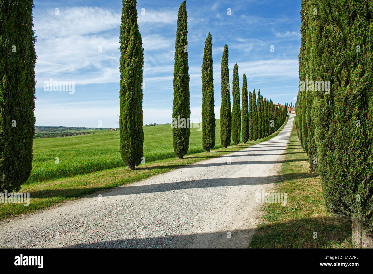 Tree trees lined road hi-res stock photography and images - Alamy