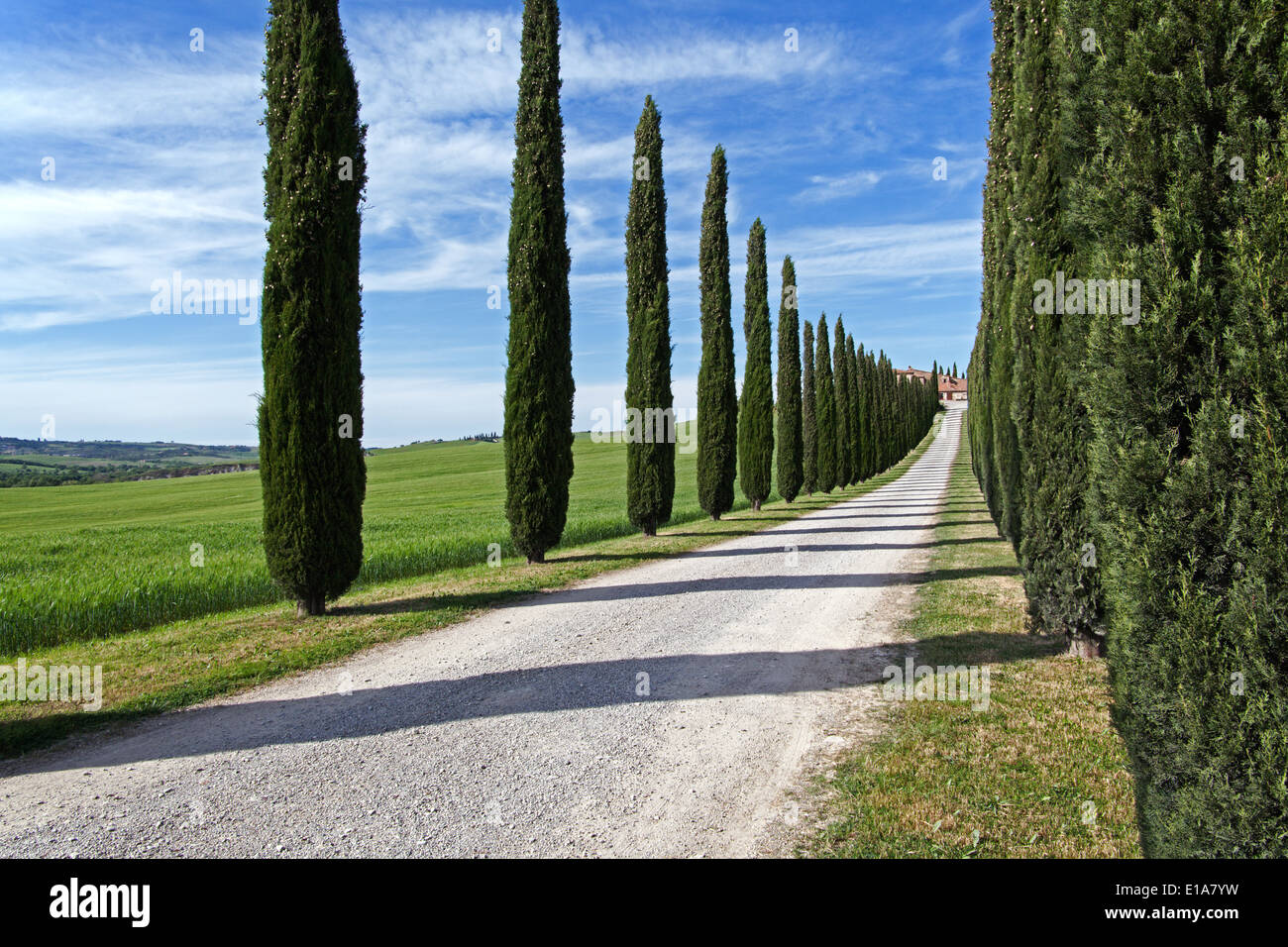 Cypress tree trees hi-res stock photography and images - Alamy