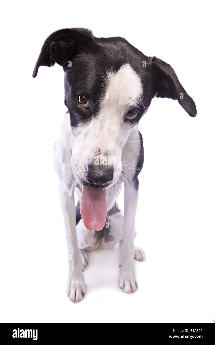 Border Collie Great Dane Mix