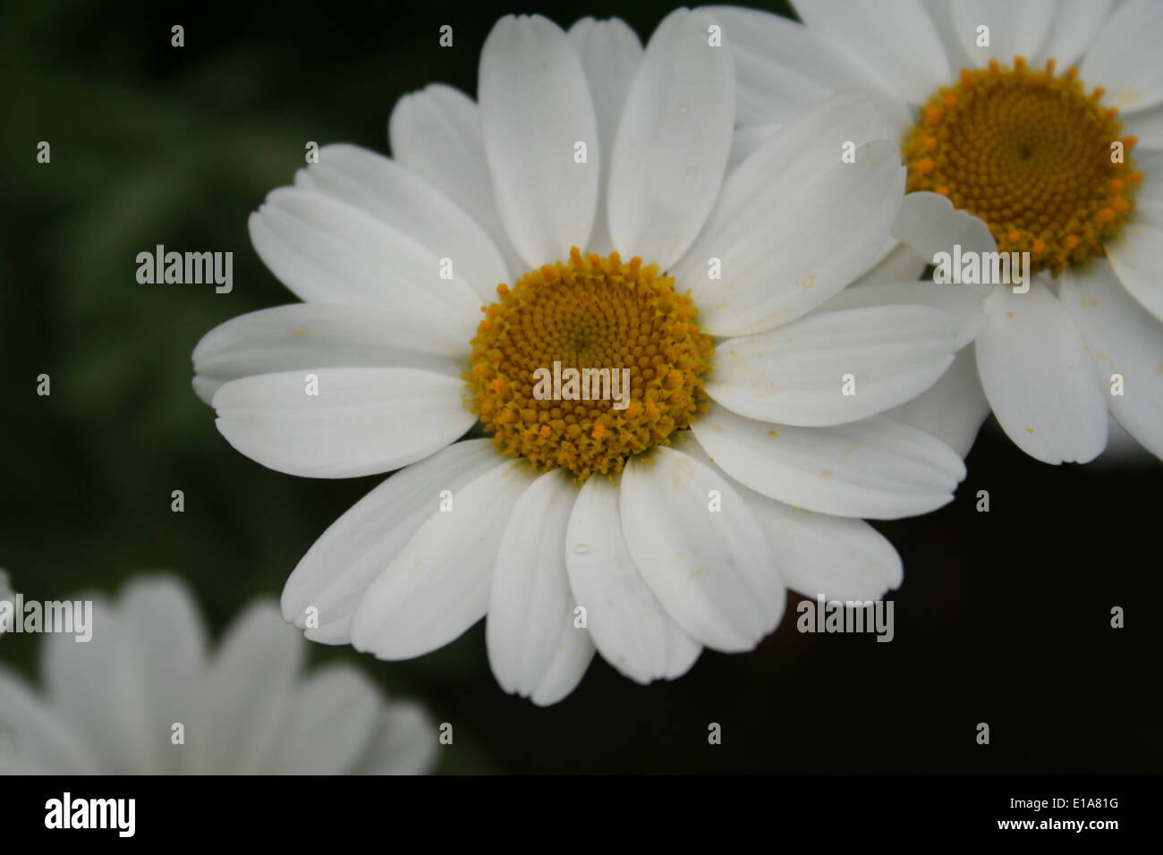 White anthemis hi-res stock photography and images - Alamy