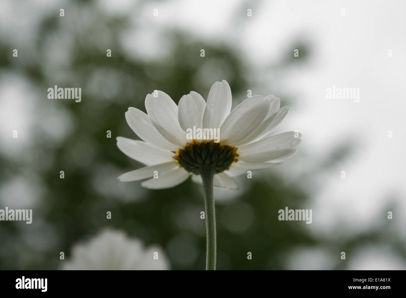 White anthemis hi-res stock photography and images - Alamy