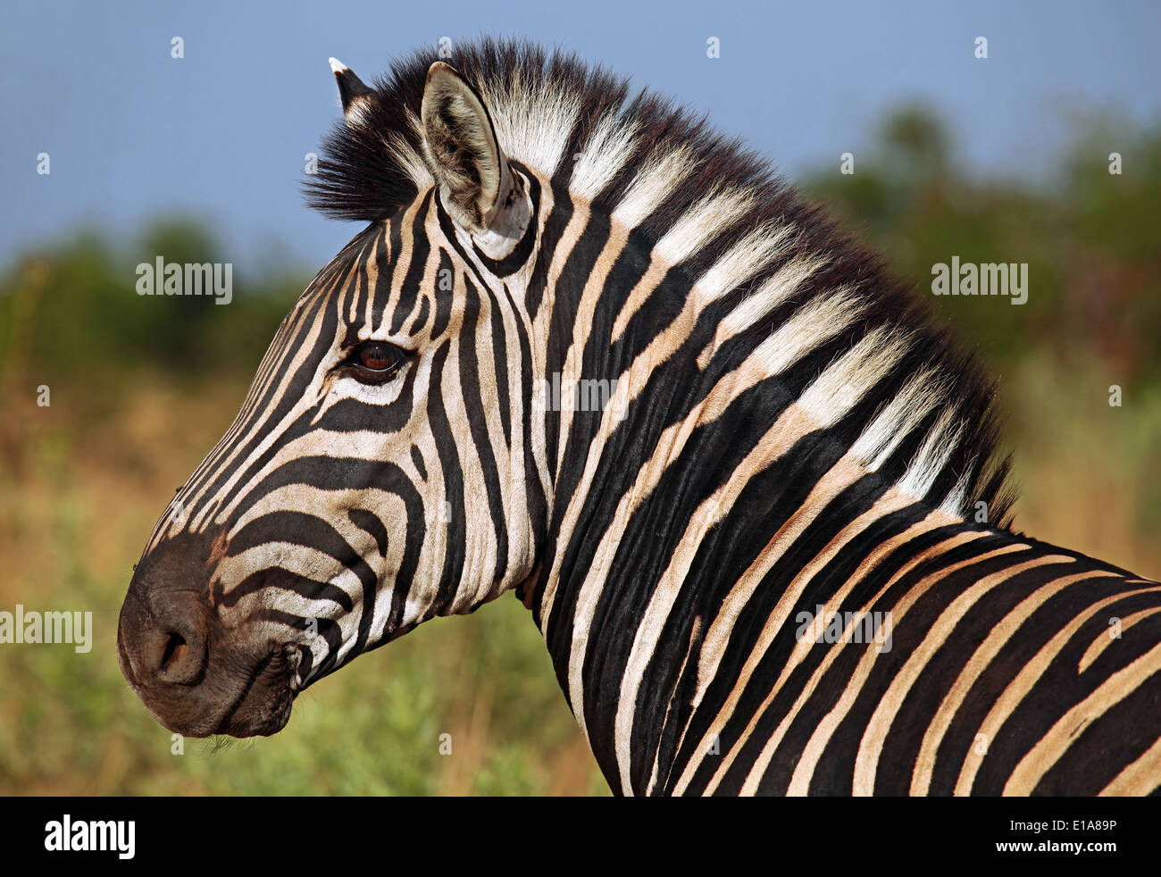 South Africa, Plains Zebra, Equus quagga Stock Photo - Alamy