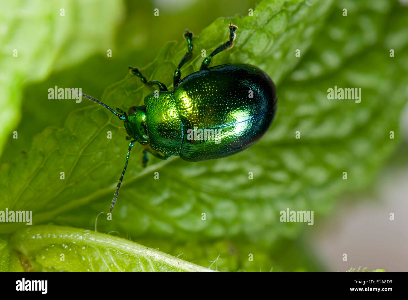 A mint leaf beetle, Chrysolina herbacea, on a mint leaf Stock Photo - Alamy