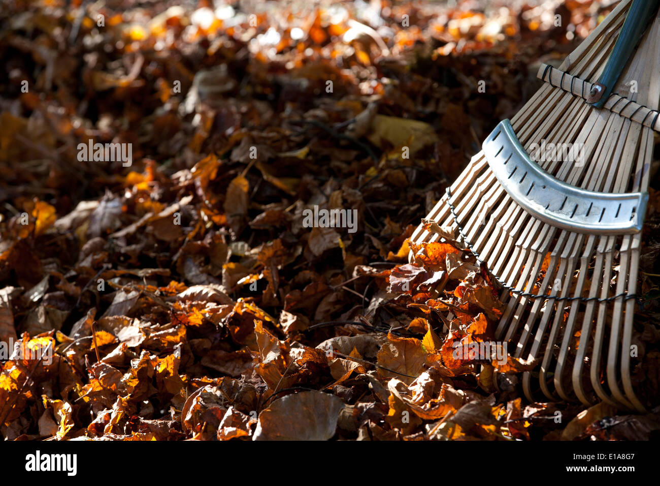 Raking up autumn leaves, close up Stock Photo - Alamy