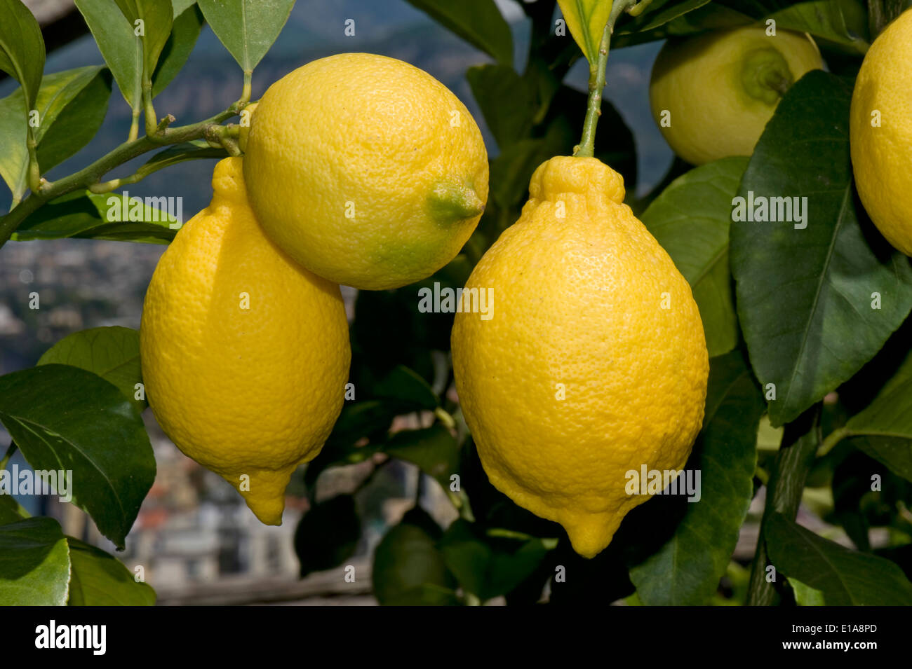 Sorrento Lemon Tree High Resolution Stock Photography and Images - Alamy
