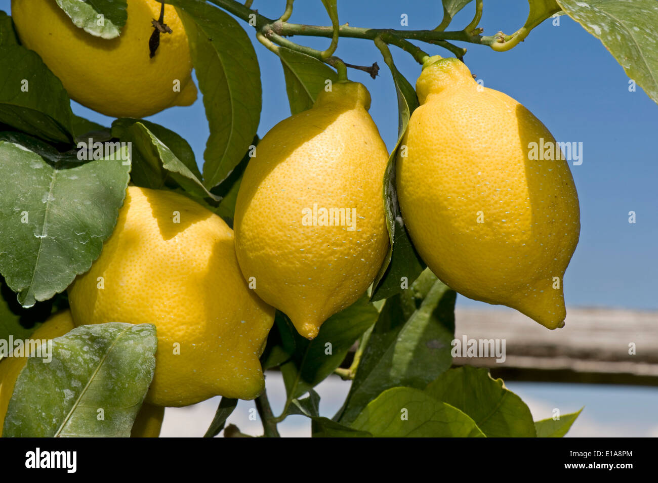 Lemons sorrento hi-res stock photography and images - Alamy